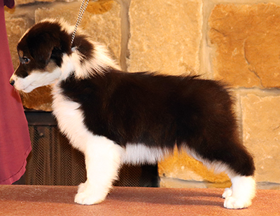 Shadomoon Aussies :: Bred By