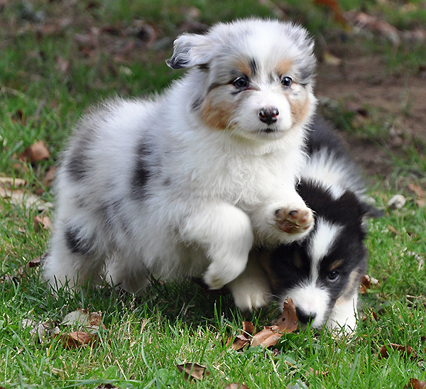 Shadomoon Aussies :: Litters