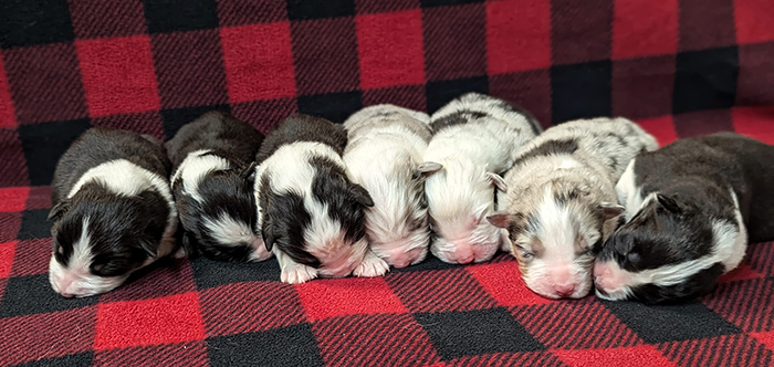 Shadomoon Aussies :: Litters