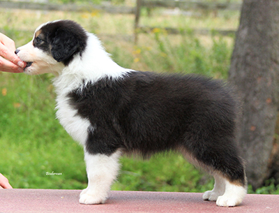Shadomoon Aussies :: Bred By