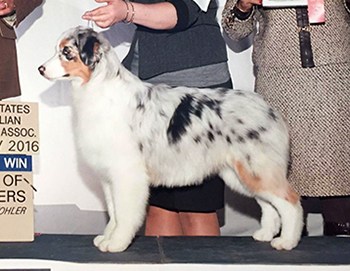 Shadomoon Aussies :: Bred By